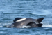 Bigg's Orcas T65A's - Maya's Legacy Whale Watching